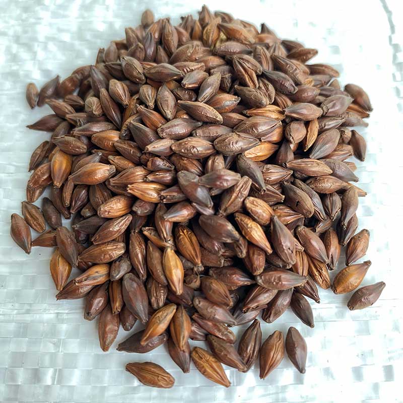 Sugar Creek Chocolate Malt | Great Fermentations